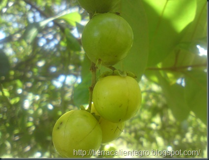 Producción de Nanche (Byrsonima crassifolia) en Tierra Caliente ...